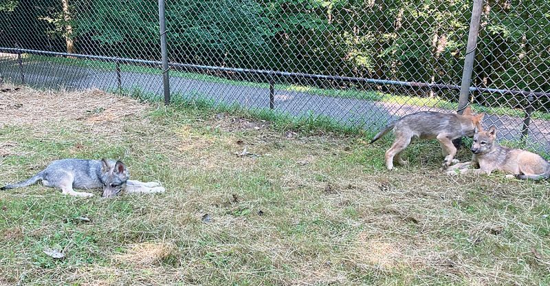 Wildlife Center welcomes new wolf pups | News, Sports, Jobs - The ...